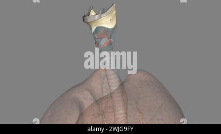 la membrane thyrohyoïde relie le cartilage thyroïdien à l'os hyoïde et ...