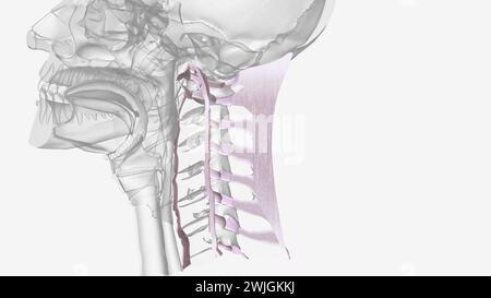 Trois des ligaments les plus importants de la colonne vertébrale sont ...