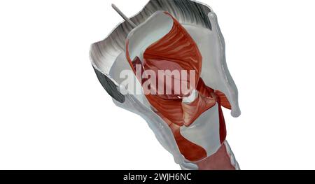 Anatomie de l'os hyoïde et les muscles, vue antérieure Photo Stock - Alamy