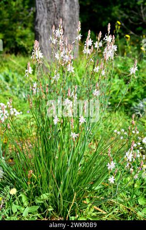 Asphodel à feuilles d'oignon (Asphodelus fistulosus Photo Stock - Alamy