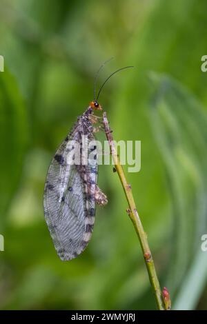 (Osmylus fulvicephalus chrysope géant : Osmylidae) se nourrissant d'un ...