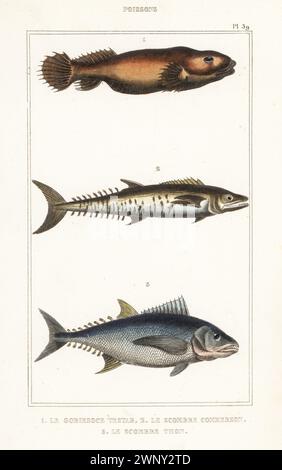 Le thazard barré (Scomberomorus commerson) dans l'eau ouverte, les ...