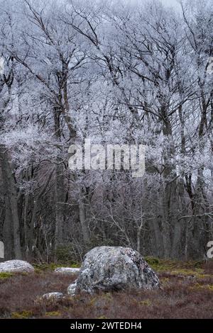 CHAMP DE ROCHES ERRATIQUES GACIAL, FORÊT DE GLACE, JURMO, ÎLE LOINTAINE ...