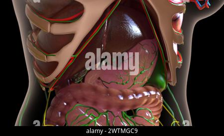 anatomie des ganglions lymphatiques féminins avec organes internes pour ...