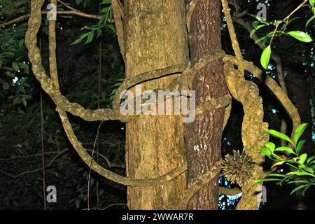 Un arbre et une liane fruitée dans la réserve naturelle de Tangkoko ...