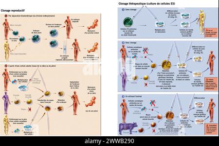 Représentation de différents types de clonage thérapeutique ...