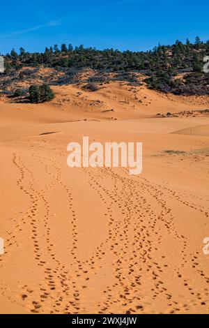 Le sable rose fin constitue les dunes ondulantes et mouvantes dans une ...