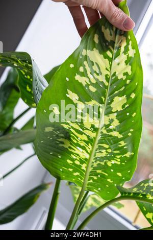 Plante de maison de feuilles affectée par un acarien d'araignée, petits ...