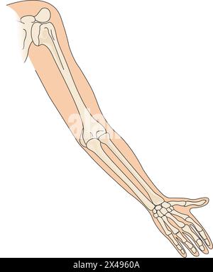 Anatomie d'une articulation du coude. Parties du bras. Os (humérus ...