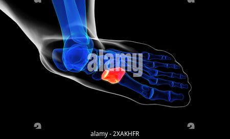 Vue dorsale de l'anatomie de l'os naviculaire des os du pied pour l ...