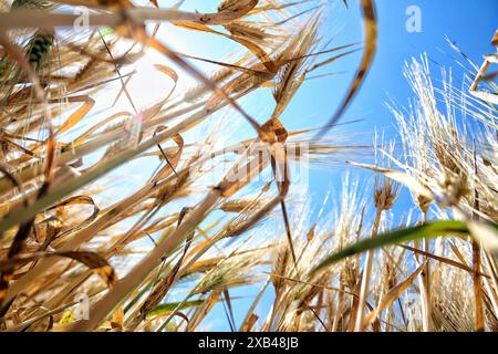 Non exclusif : Dachne, UKRAINE - 7 JUIN 2024 - les variétés de blé et d ...