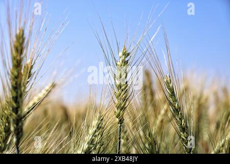 Non exclusif : Dachne, UKRAINE - 7 JUIN 2024 - les variétés de blé et d ...