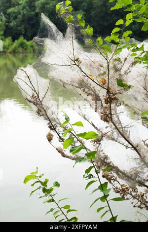 Chenilles faites des cocons sur l'arbre. Les chenilles mangeaient ...