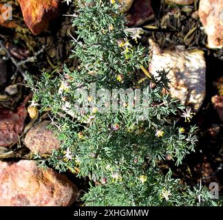 Asperges sauvages (Asparagus capensis Photo Stock - Alamy