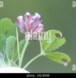 Trèfle (Trifolium gracilentum), Plantae, Fort Ord National Monument ...