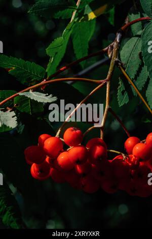 Sorbus aucuparia, communément appelé rowan et mountain-ash, est une ...
