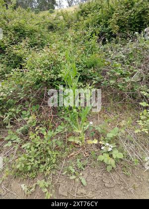 Teasel de Fuller (Dipsacus sativus), Plantae, Henry W. Coe State Park ...