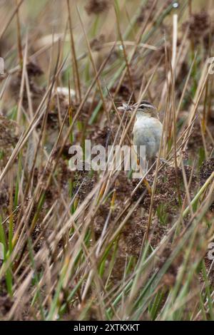 Une paruline de sanglier repérée dans la réserve naturelle de Turvey ...