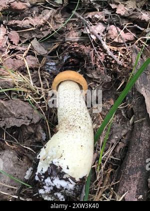 aspen Bolete (Leccinum insigne), champignons, Township Rd 530, Comté de ...
