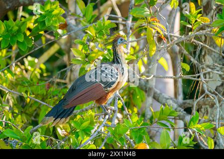 Hoatzin au Lac Sandoval, Réserve nationale de Tambopata, Pérou Photo ...