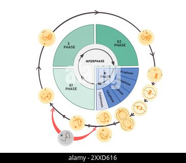 Cycle cellulaire, illustration. Le cycle cellulaire est composé d'une ...