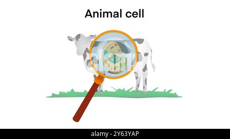 Anatomie des cellules animales, cellule animale biologique avec section ...