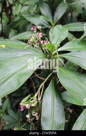 Cohitre Blanco (Tradescantia zanonia), Plantae, Cocle, PA, plante ...