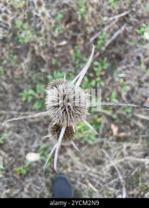Teasel de Fuller (Dipsacus sativus), Plantae, Henry W. Coe State Park ...