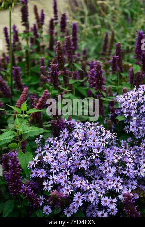 Aster Little Carlow, Symphyotrichum Little Carlow, hybride cordifolium ...