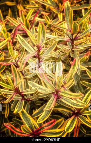 Gros plan des motifs naturels de Veronica 'Jewel of the Nil'PBR, hebe ...