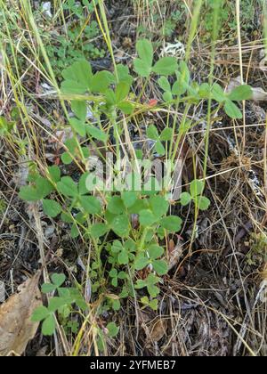 Trèfle à petites têtes (Trifolium microcephalum), Plantae, Gigling Rd ...