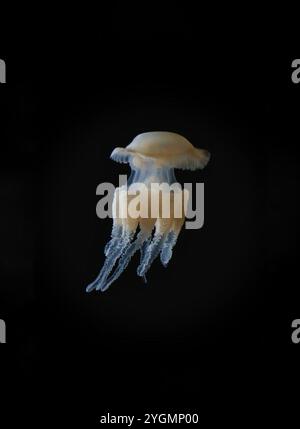 Les méduses bleues sont une espèce d'invertébrés marins connue pour ...