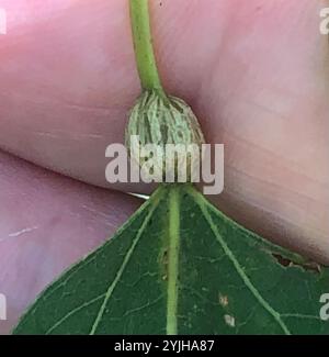 Aspen petiole Gall Moth (Ectoedemia populella), Insecta, Bainbridge ...