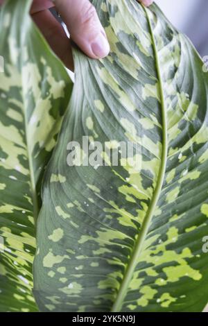 Plante de maison de feuilles affectée par un acarien d'araignée, petits ...