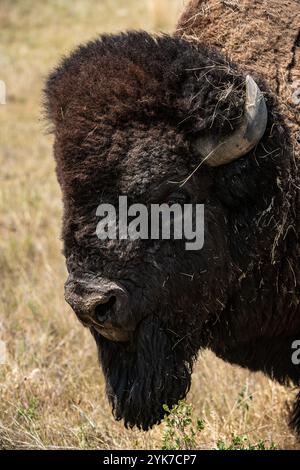 Buffalo at Cammack Buffalo Ranch appartenant à John et Melanie Cammack ...