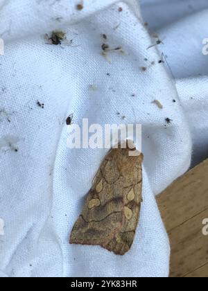 Aspen Twoleaf Tier Moth (Enargia Decolor), Insecta, Prince George, BC ...
