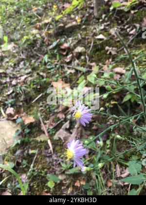 Astre à feuilles ondulées (Symphyotrichum undulatum), Plantae, Danby ...