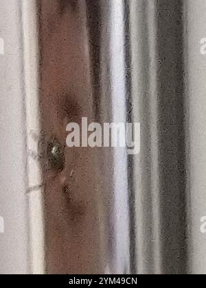 Cylas formicarius charançon de la patate douce La patate douce ...