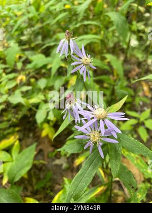 Astre blanc rigide (Symphyotrichum retroflexum) Plantae Photo Stock - Alamy