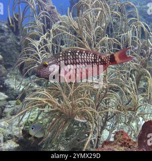 Perroquet, exploration en haute mer 2025. Les poissons perroquets sont ...