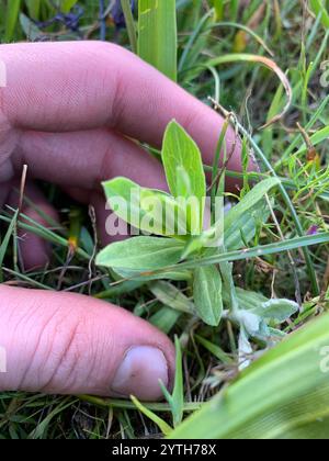 Astre colombien (Sericocarpus rigidus Photo Stock - Alamy