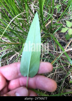 Astre bleu Azur (Symphyotrichum oolentangiense poaceum Photo Stock - Alamy