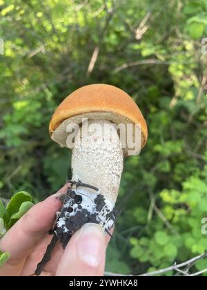 aspen bolete (Leccinum insigne Photo Stock - Alamy
