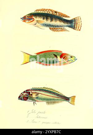 La zoologie du voyage du capitaine Beechey, 1839, oiseau, Amérique ...