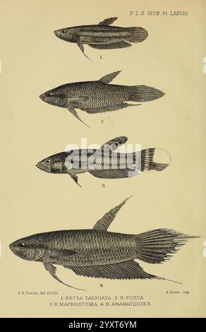 L'illustration montre quatre espèces distinctes de poissons, chacune ...