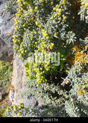 Asperges sauvages du Cap (Asparagus capensis capensis Photo Stock - Alamy