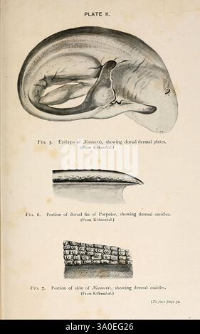 Un livre de baleines Londres, J. Murray, 1900. Baleines, Woods Hole ...