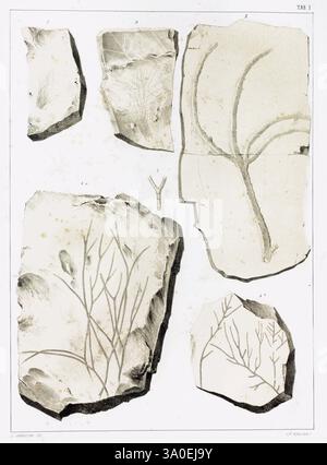 Flora, fossilis, formationis, oolithicae, Padoue, astuce. Del Seminario ...