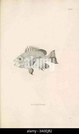 Descriptions and figures of Two Hundred Fishes London, imprimé par W ...