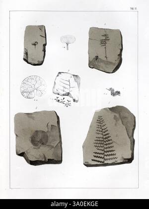 Flora, fossilis, formationis, oolithicae, Padoue, astuce. Del Seminario ...